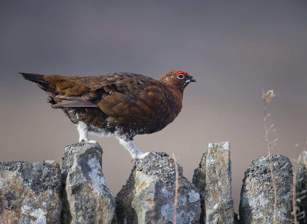Birds of the high moors - North Pennines AONB