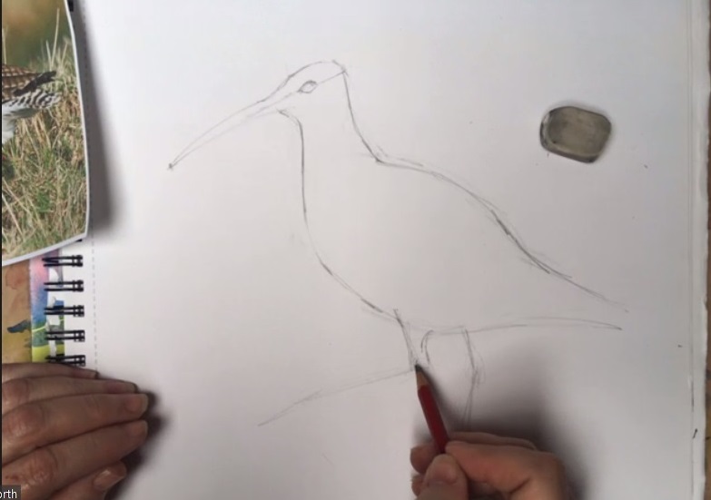 Curlew Calling draw-along – North Pennines AONB