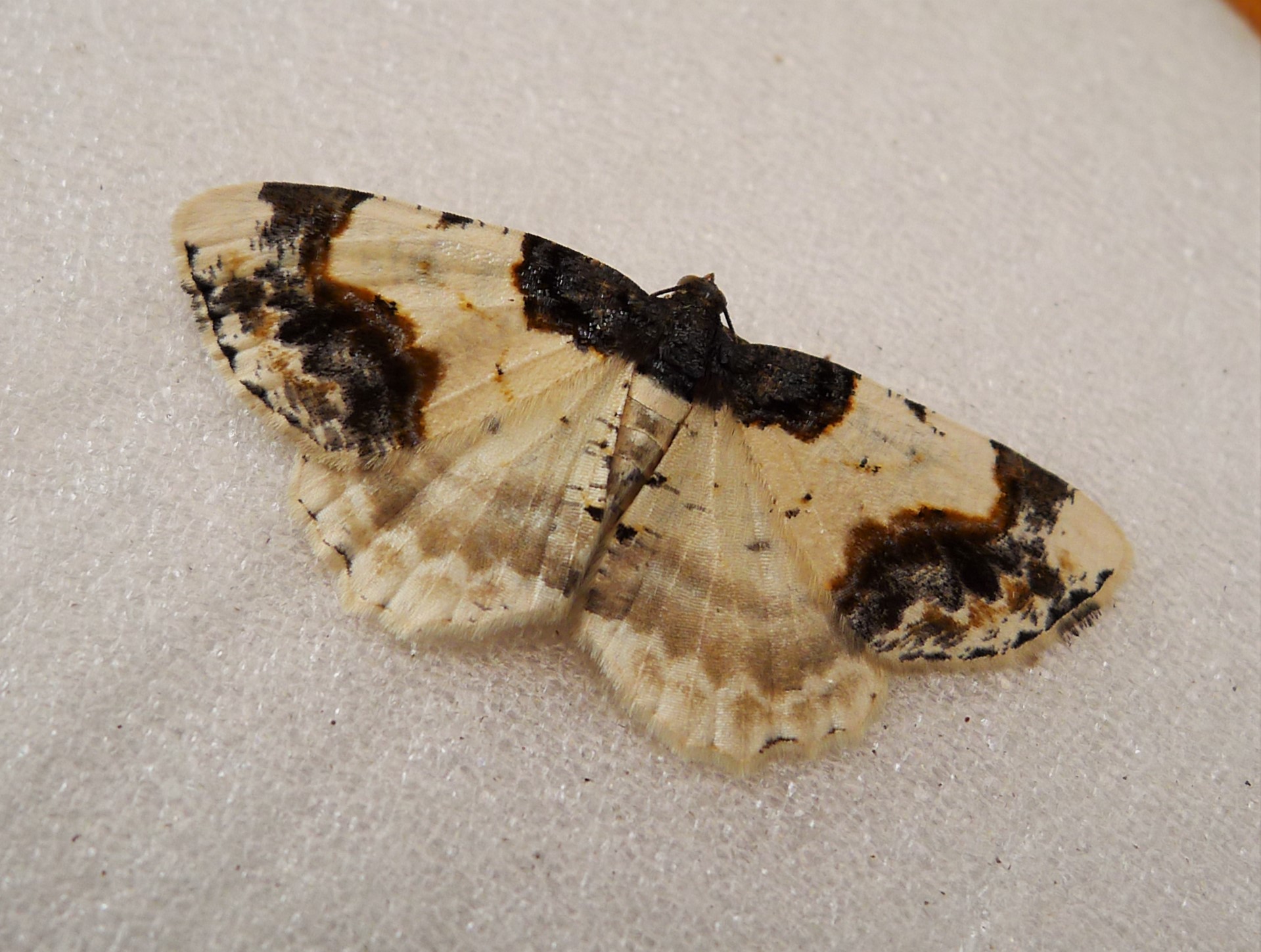 Fellfoot voices: Moths and their wonderful names – North Pennines AONB